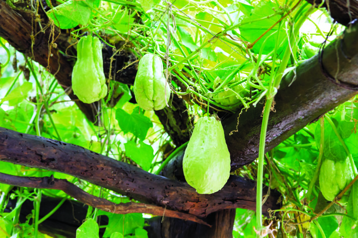 Chayote Growing and Profile – Mother Earth Gardener